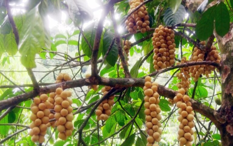 Bon Bon Vietnamese Fruit: All You Need to Know - Genuine Vietnamese ...