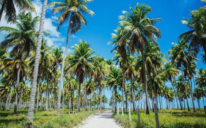 Top Coco Baked Coconut Cracker: A Specialty from Da Nang That's Simply ...