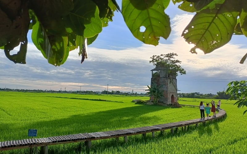 Lo Gach Cu Farm: A Serene Escape to Hoi An's Organic Rice Fields ...
