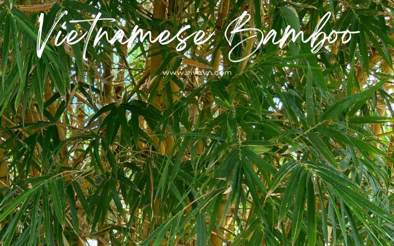 Vietnamese Bamboo: All You Need to Know - Genuine Vietnamese Products