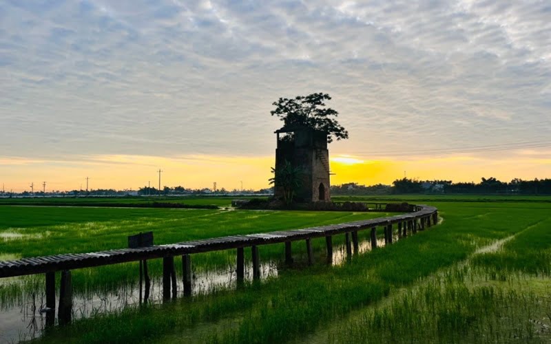 Explore the world of Vietnamese organic rice - Genuine Vietnamese Products