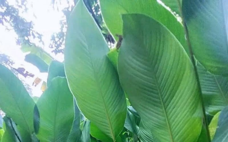 What is Dong Leaf? - Genuine Vietnamese Products