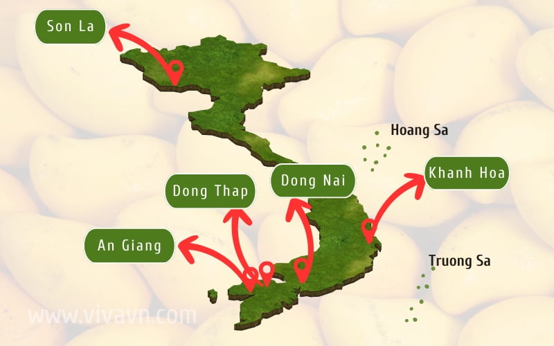 Vietnamese Fruits: The Best Varieties to Try in Vietnam - Genuine ...