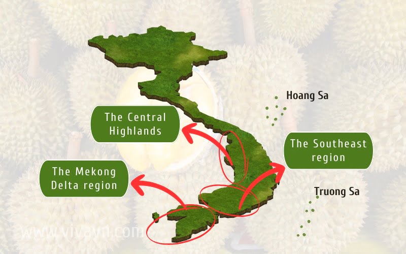 Vietnamese Fruits: The Best Varieties to Try in Vietnam - Genuine ...