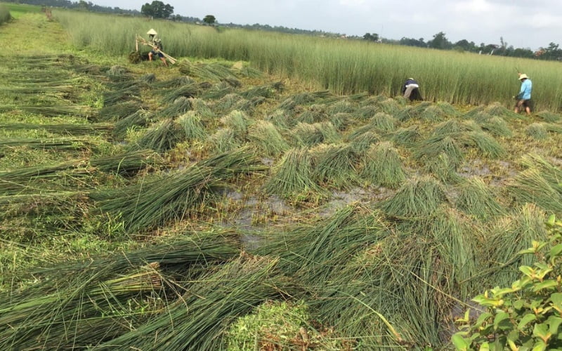 Pho Trach Traditonal Sedge Weaving Village - Genuine Vietnamese Products