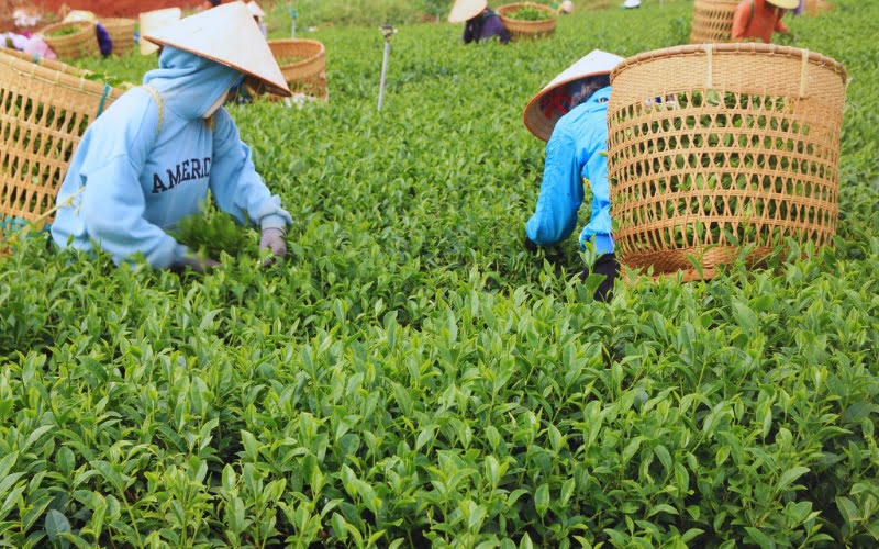 Vietnamese Tea: A Comprehensive Guide to its History, Varieties, and ...