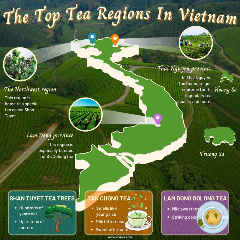 Vietnamese Tea: A Comprehensive Guide to its History, Varieties, and ...