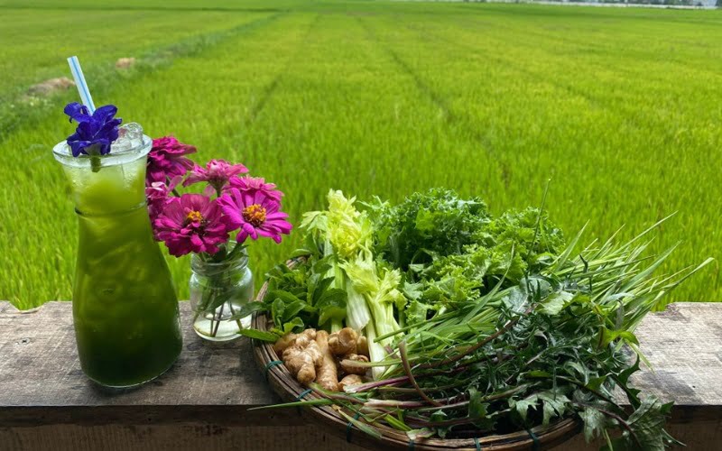 Lo Gach Cu Farm: A Serene Escape to Hoi An's Organic Rice Fields ...
