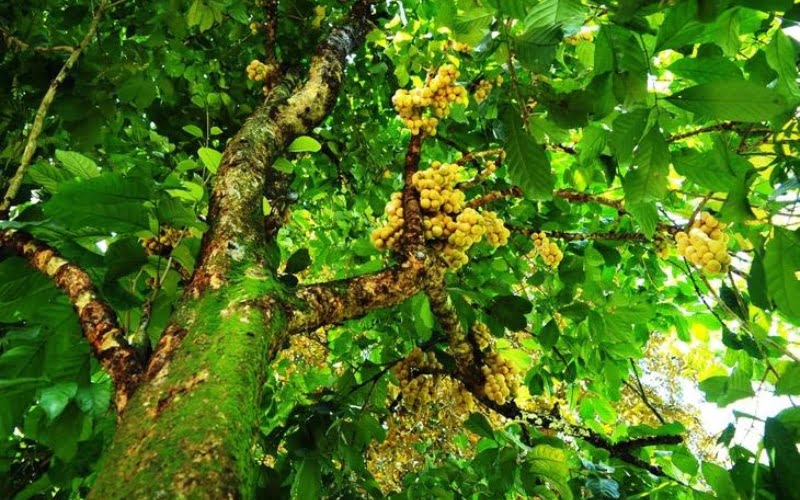 Bon Bon Vietnamese Fruit: All You Need to Know - Genuine Vietnamese ...