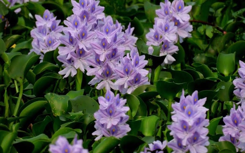 Eco-Friendly Water Hyacinth Products from Vietnam: Sustainable Living ...