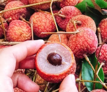Vietnamese Longan: All You Need to Know About This Fruit - Genuine ...