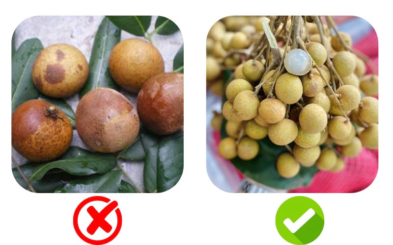Vietnamese Longan: All You Need to Know About This Fruit - Genuine ...