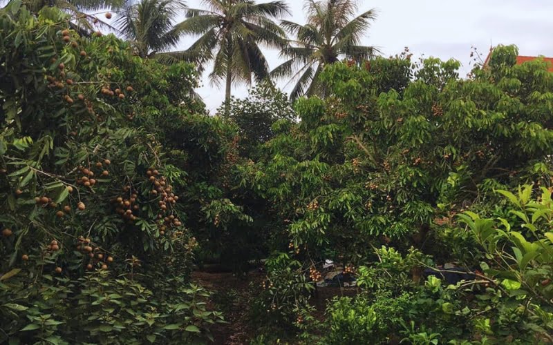 Vietnamese Longan: All You Need to Know About This Fruit - Genuine ...